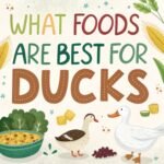What Foods Are Best for Ducks: A Comprehensive Feeding Guide