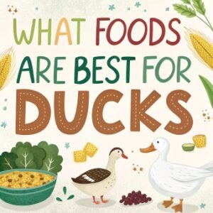 What Foods Are Best for Ducks: A Comprehensive Feeding Guide