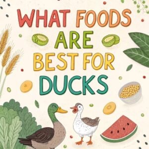 What Foods Are Best for Ducks: A Comprehensive Feeding Guide